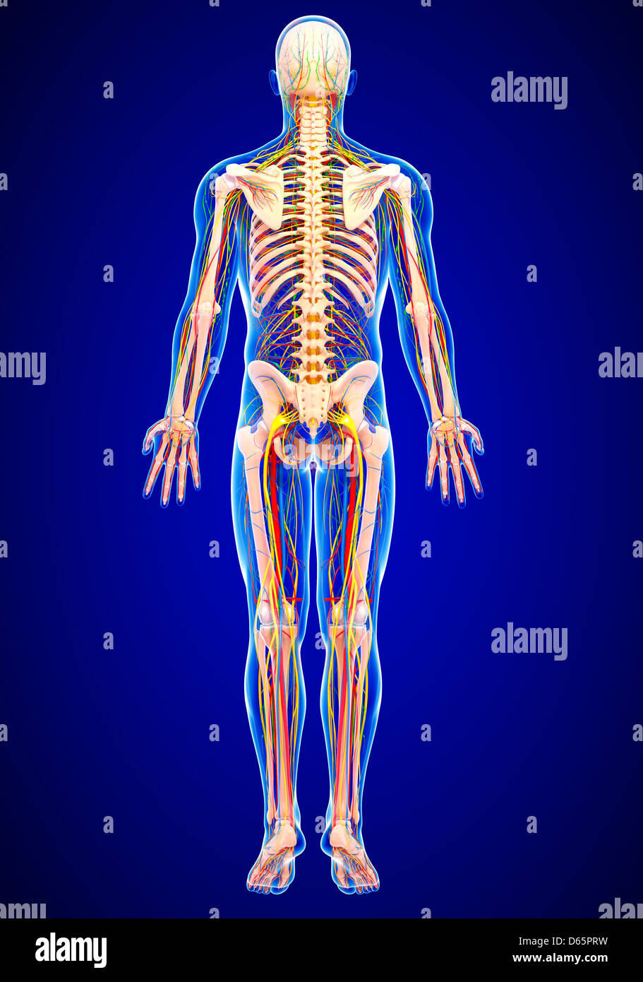 Full Body View Male Nervous High Resolution Stock Photography and ...