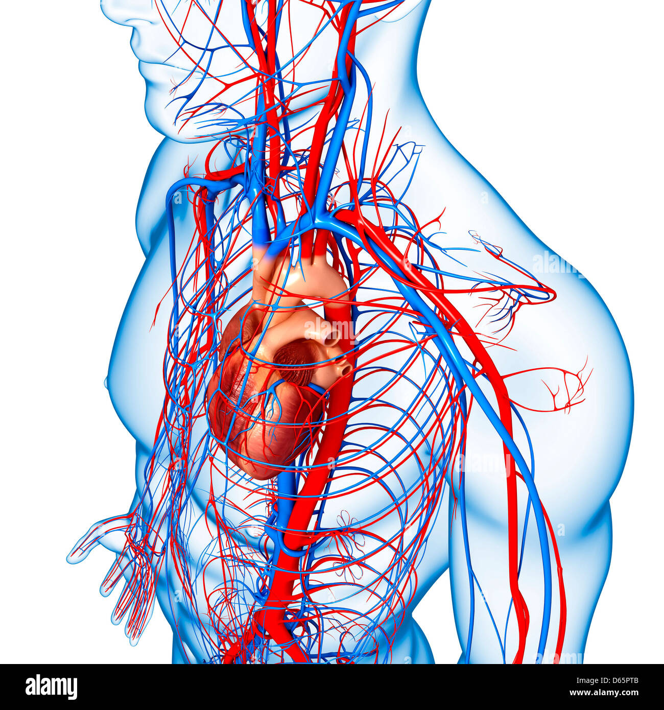 Male cardiovascular system, artwork Stock Photo - Alamy