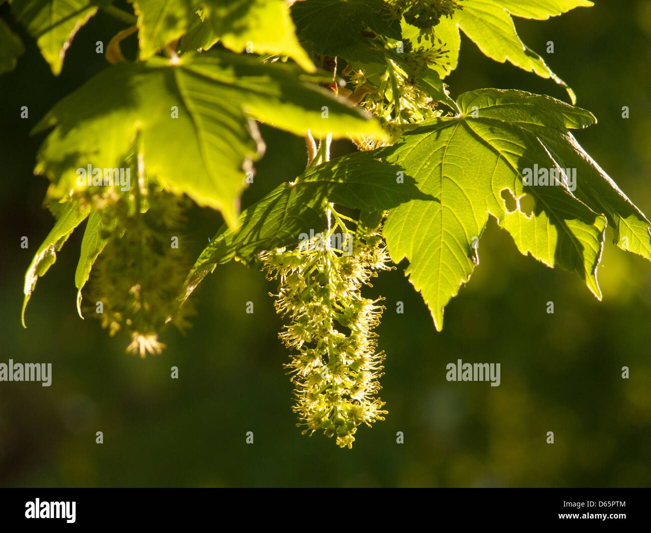 Acer spicatum flowers hi-res stock photography and images - Alamy