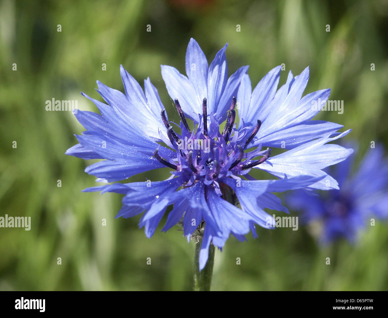 Cornflower Colours High Resolution Stock Photography and Images - Alamy
