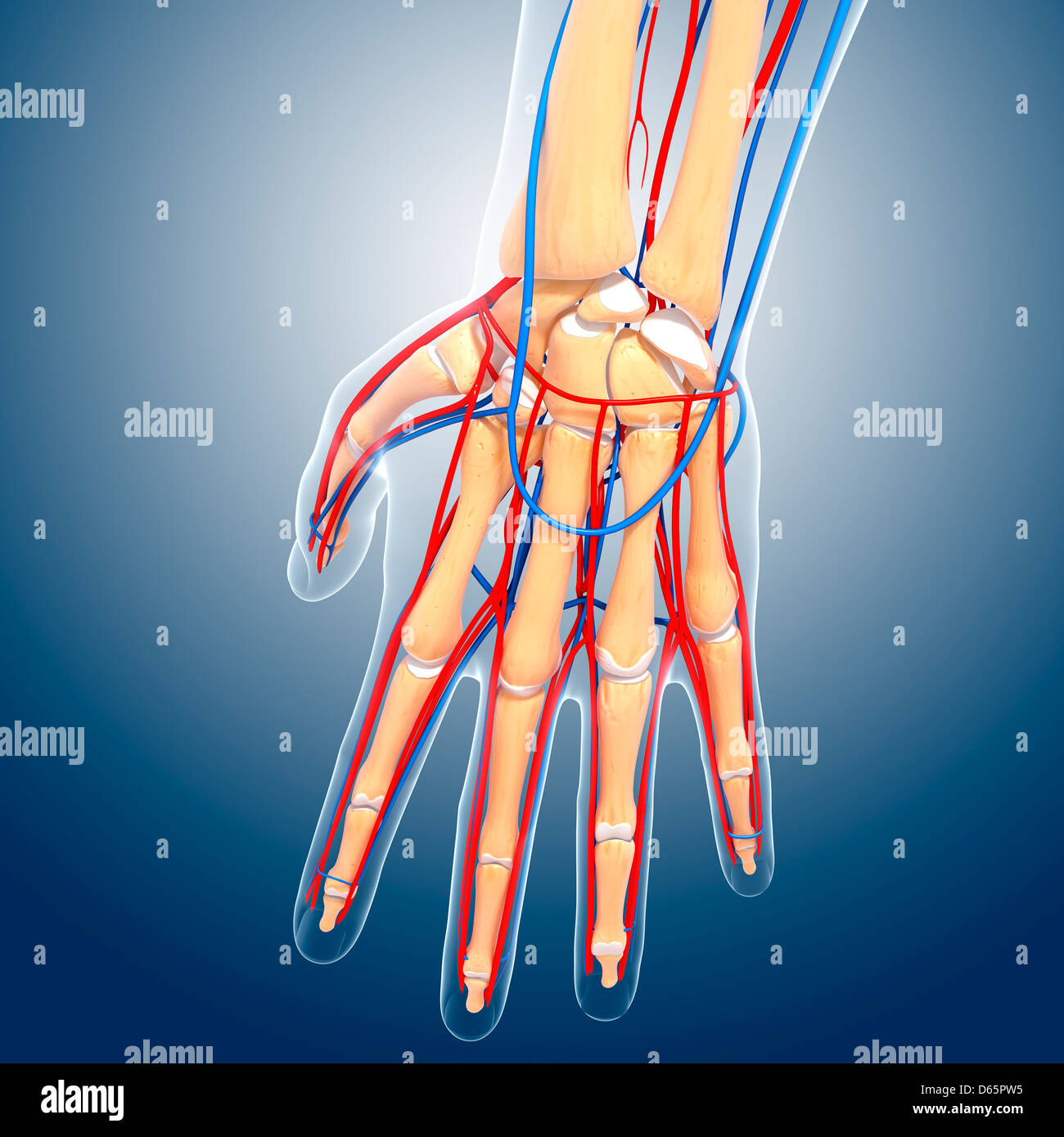 Male anatomy hand hi-res stock photography and images - Alamy