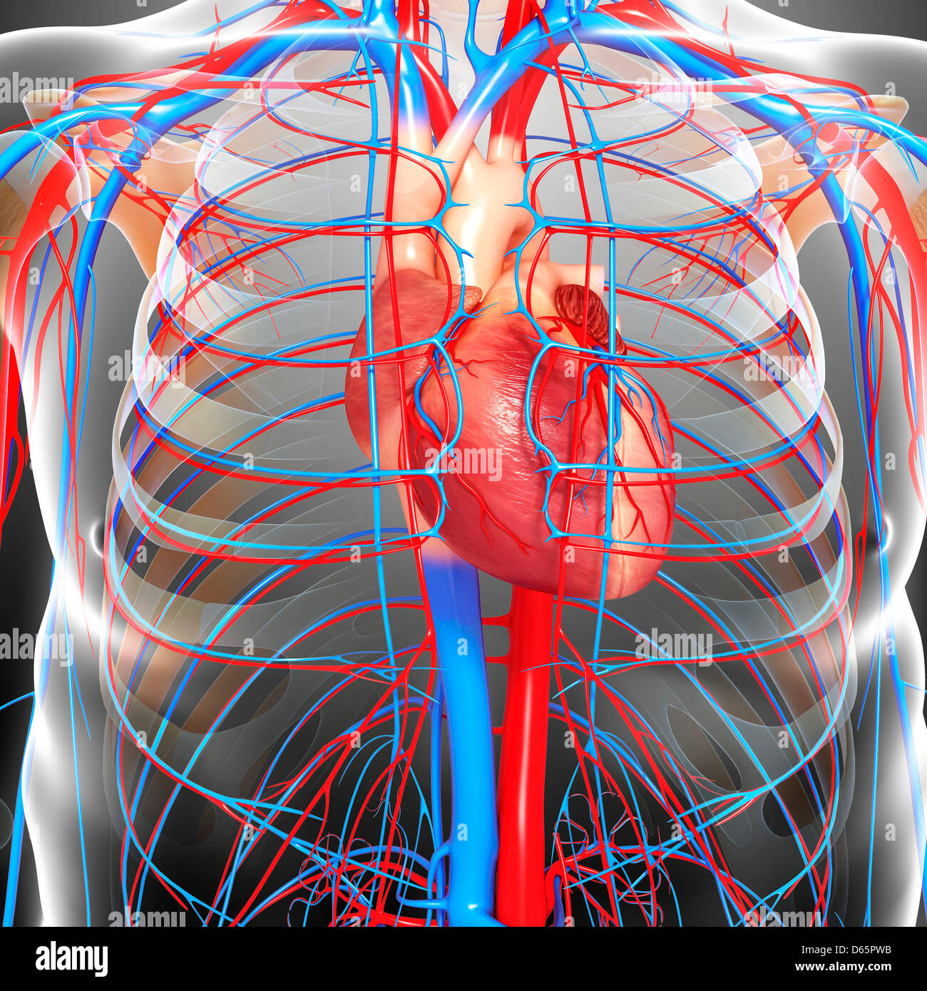 Cardiovascular system, artwork Stock Photo - Alamy