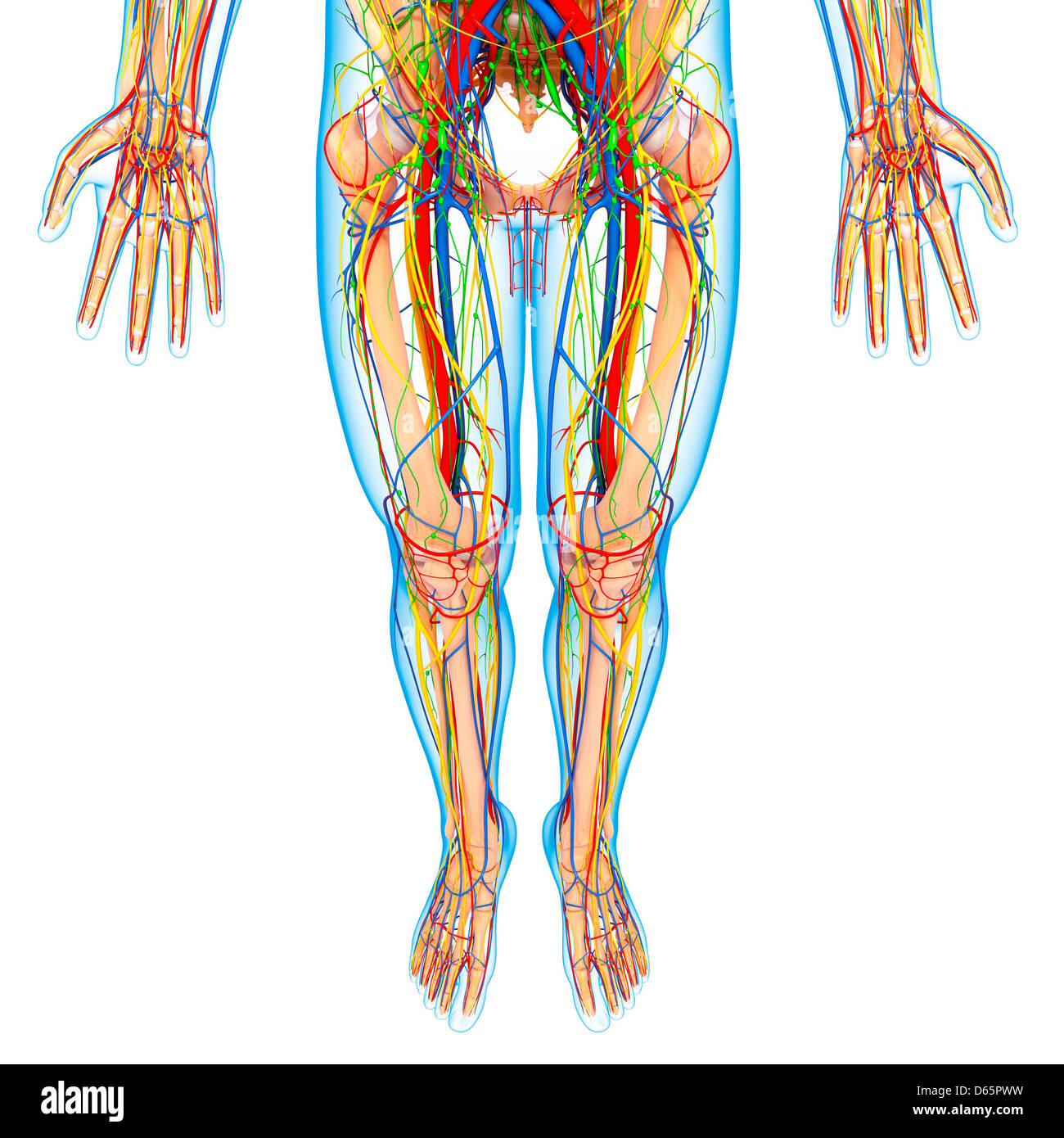 Lymphatic drainage of the lower leg hi-res stock photography and images ...