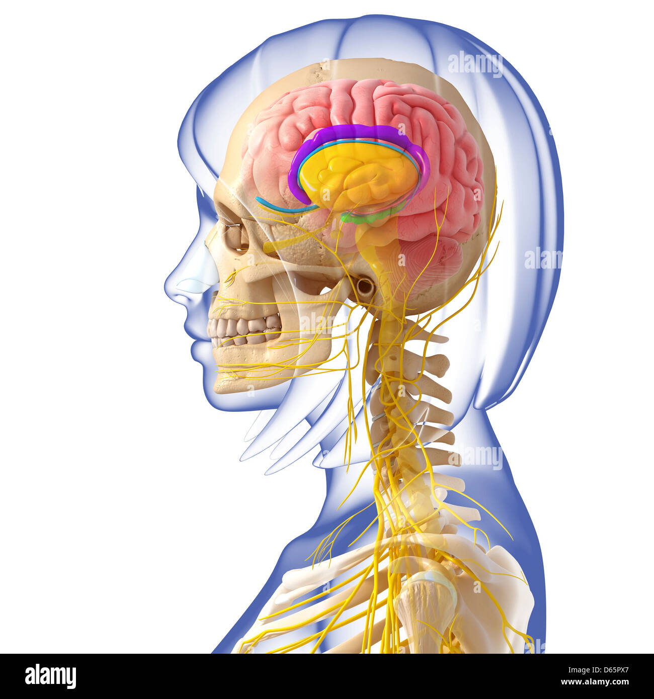 Brain and spinal cord hi-res stock photography and images - Alamy