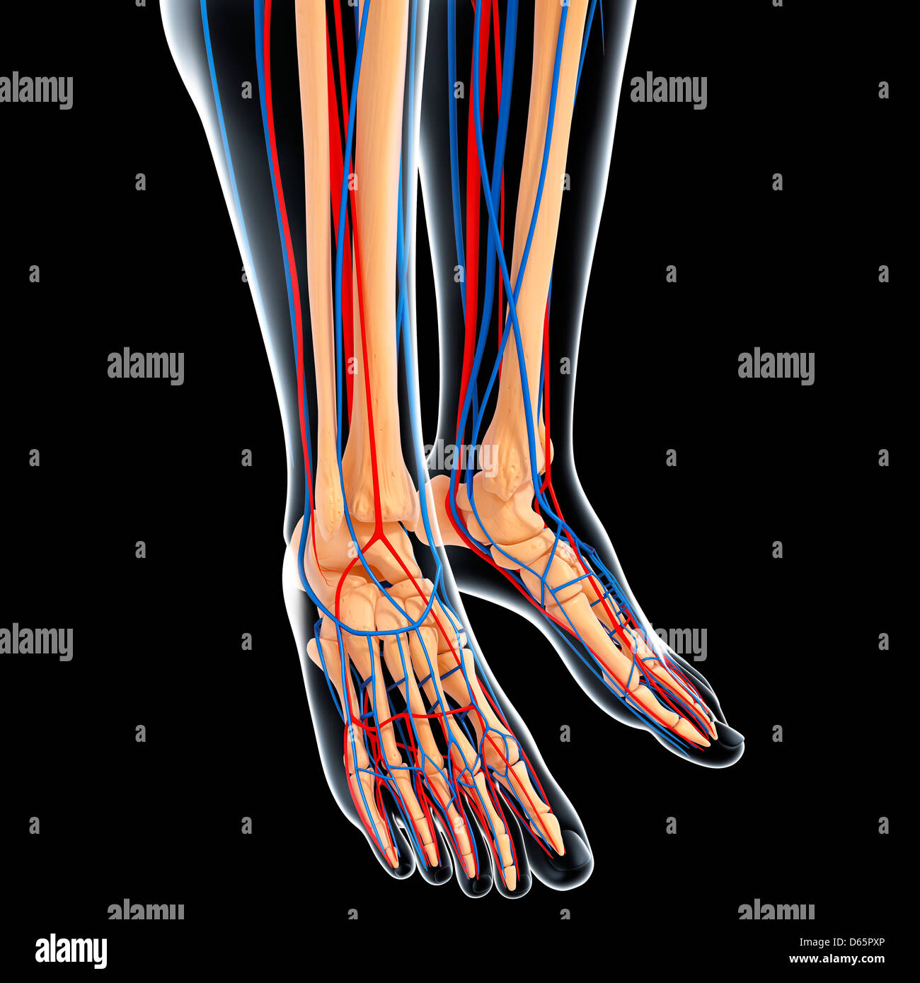 Lower leg anatomy, artwork Stock Photo - Alamy