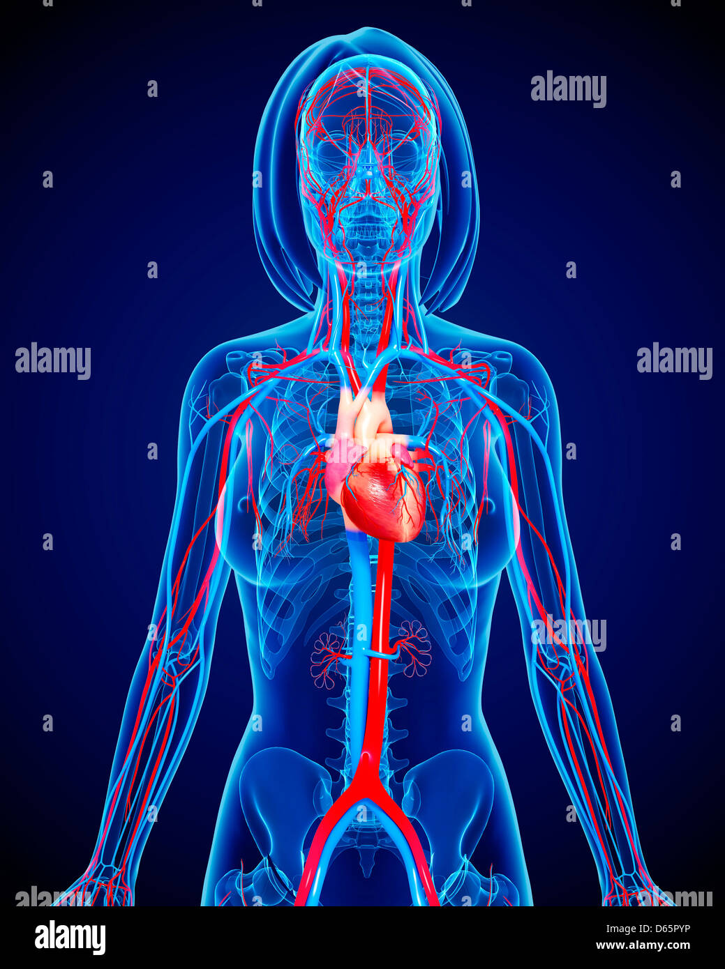 Female cardiovascular system, artwork Stock Photo - Alamy
