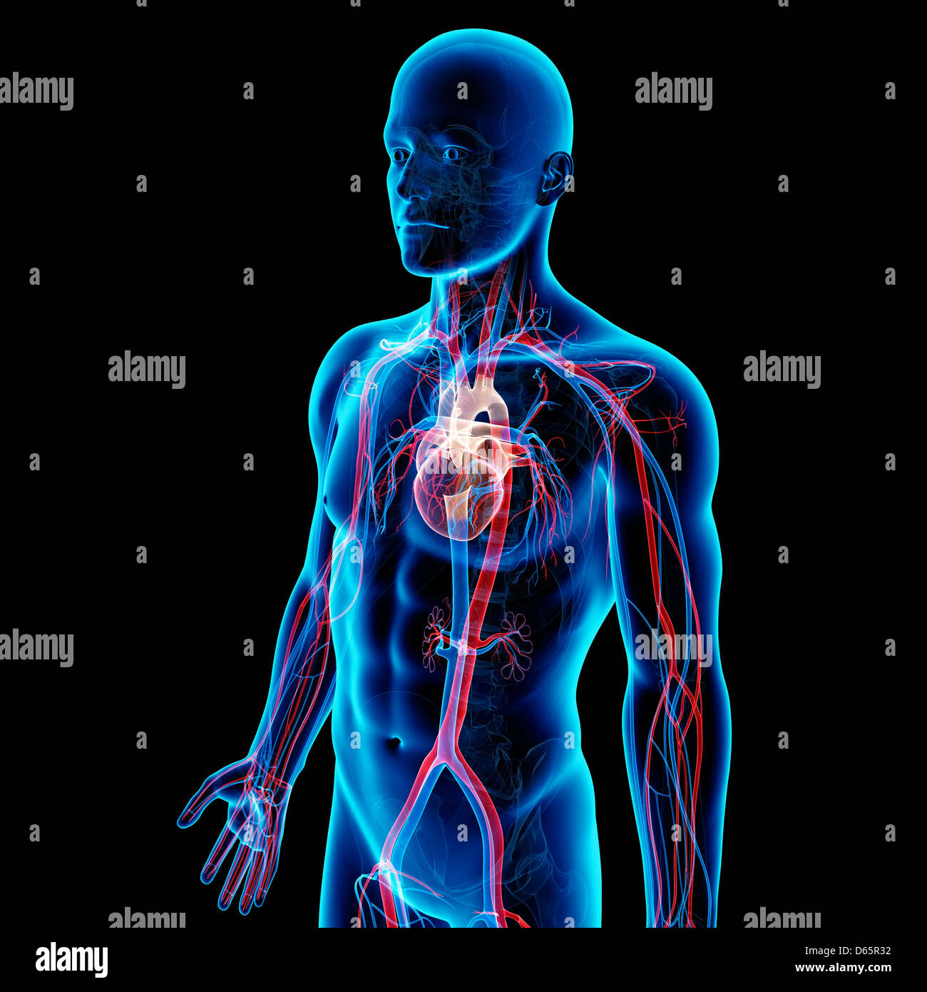 Male cardiovascular system, artwork Stock Photo - Alamy