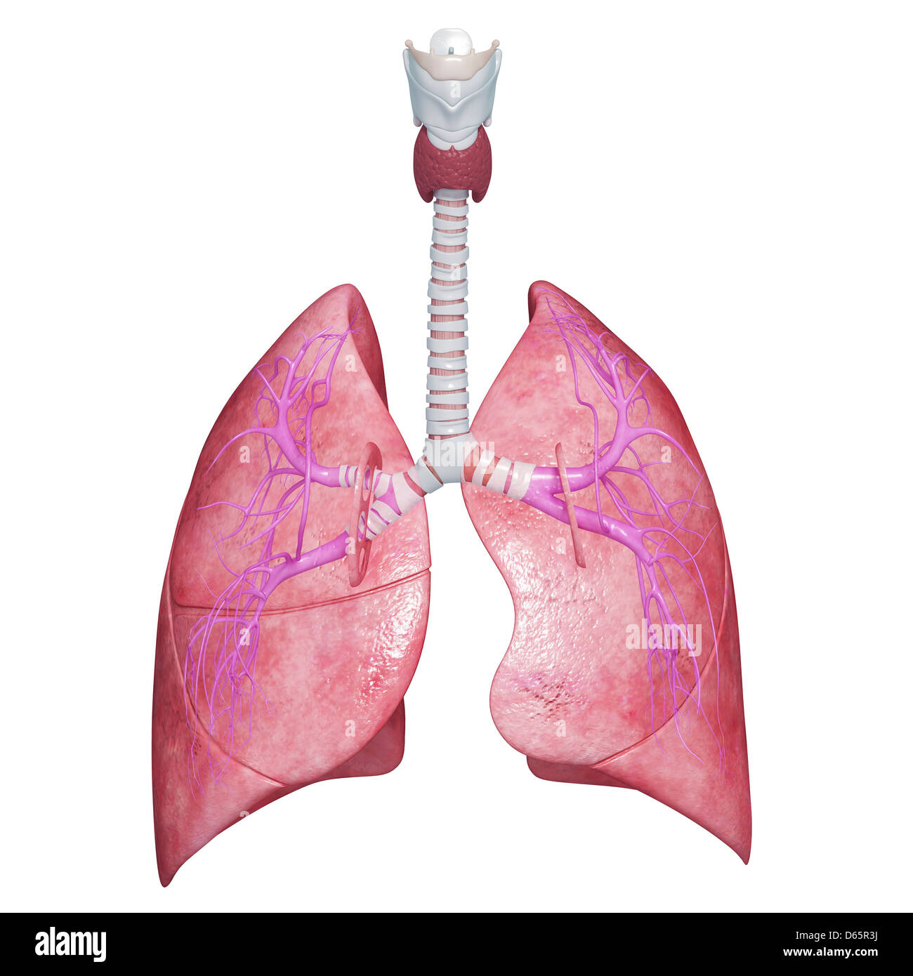 Healthy lungs, artwork Stock Photo - Alamy