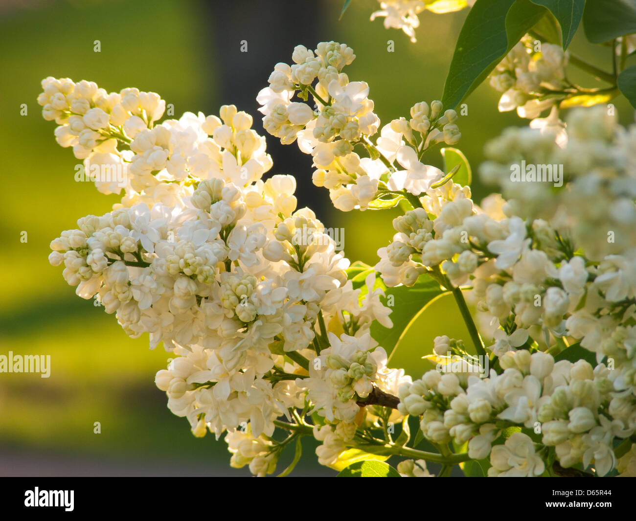 Lilas flower hi-res stock photography and images - Alamy