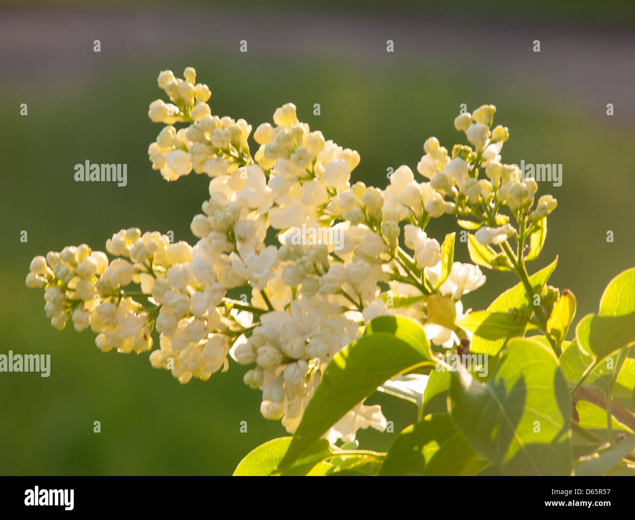 Lilas flower hi-res stock photography and images - Alamy