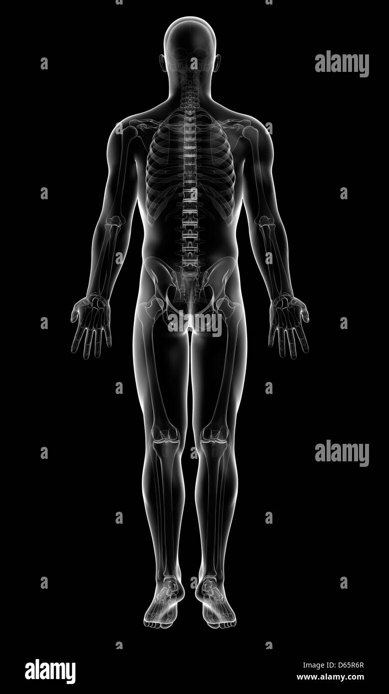 Male skeleton, artwork Stock Photo - Alamy
