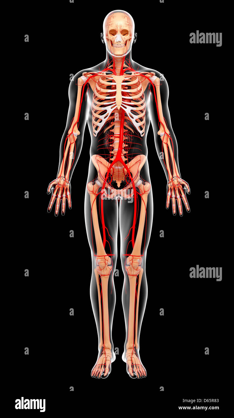 Arteries Of Human Heart High Resolution Stock Photography and Images ...