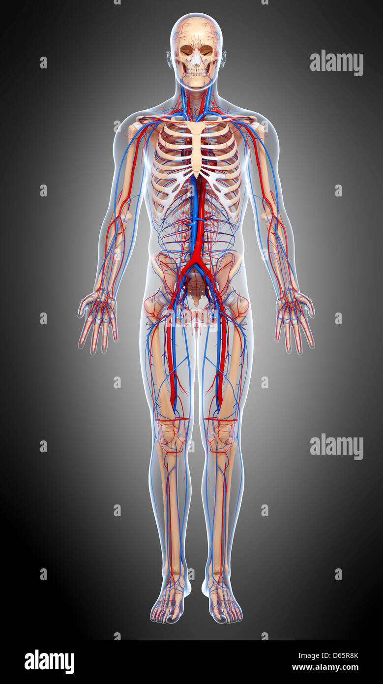 Human anatomy, artwork Stock Photo - Alamy