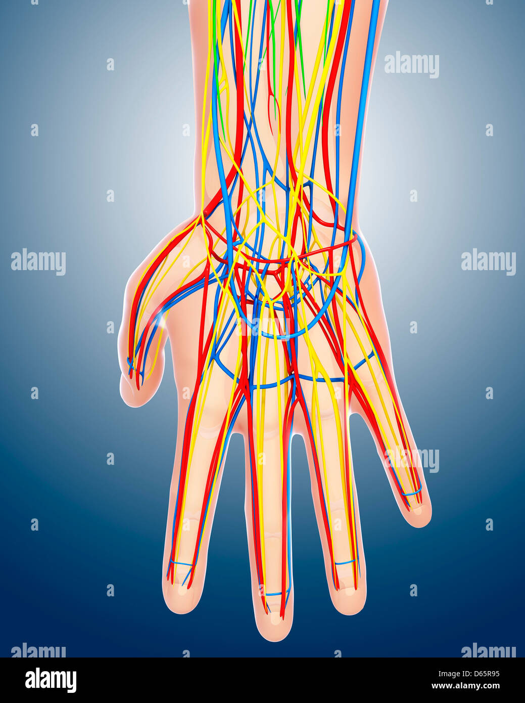Hand anatomy, artwork Stock Photo - Alamy