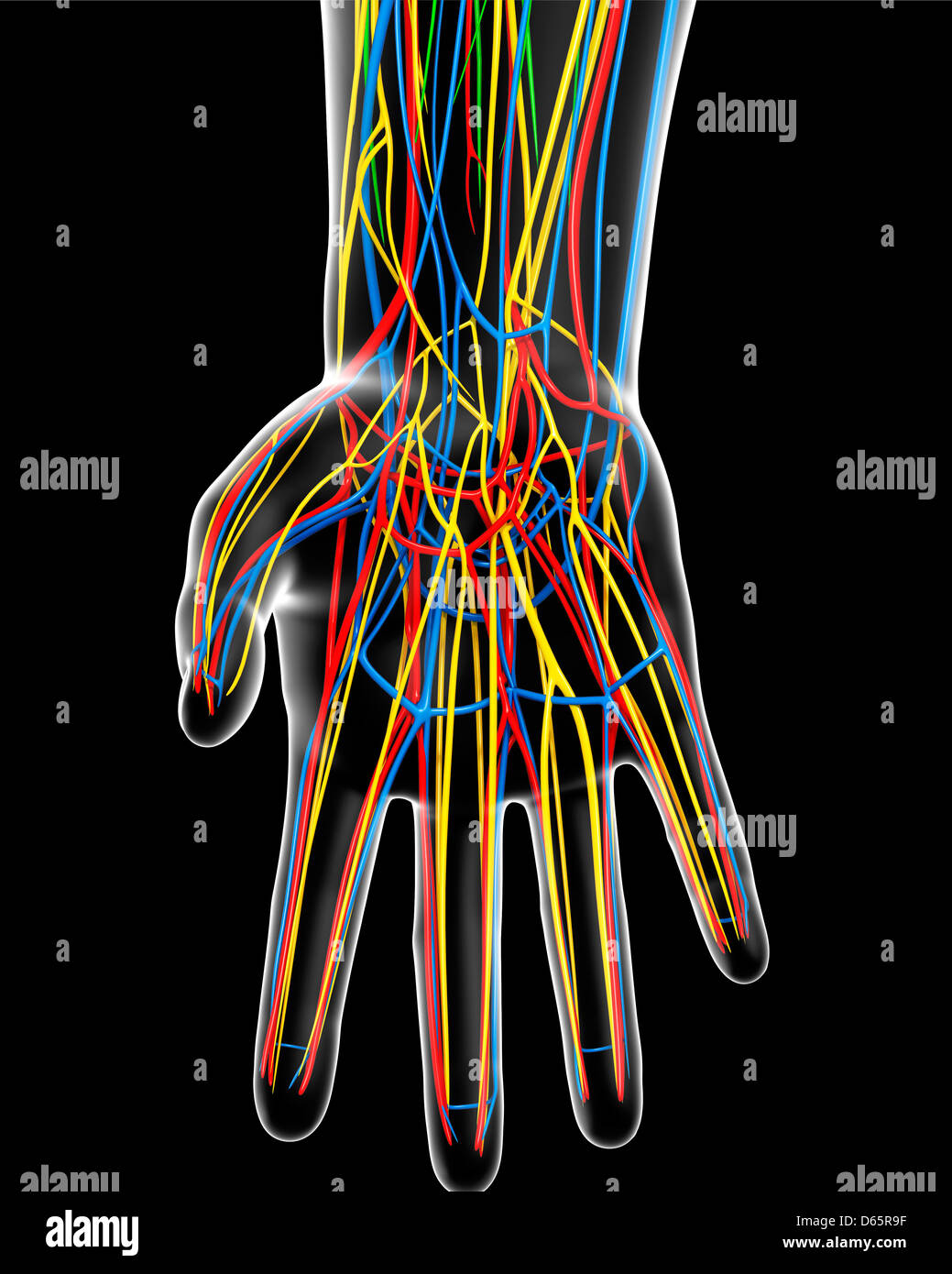 Hand anatomy, artwork Stock Photo - Alamy