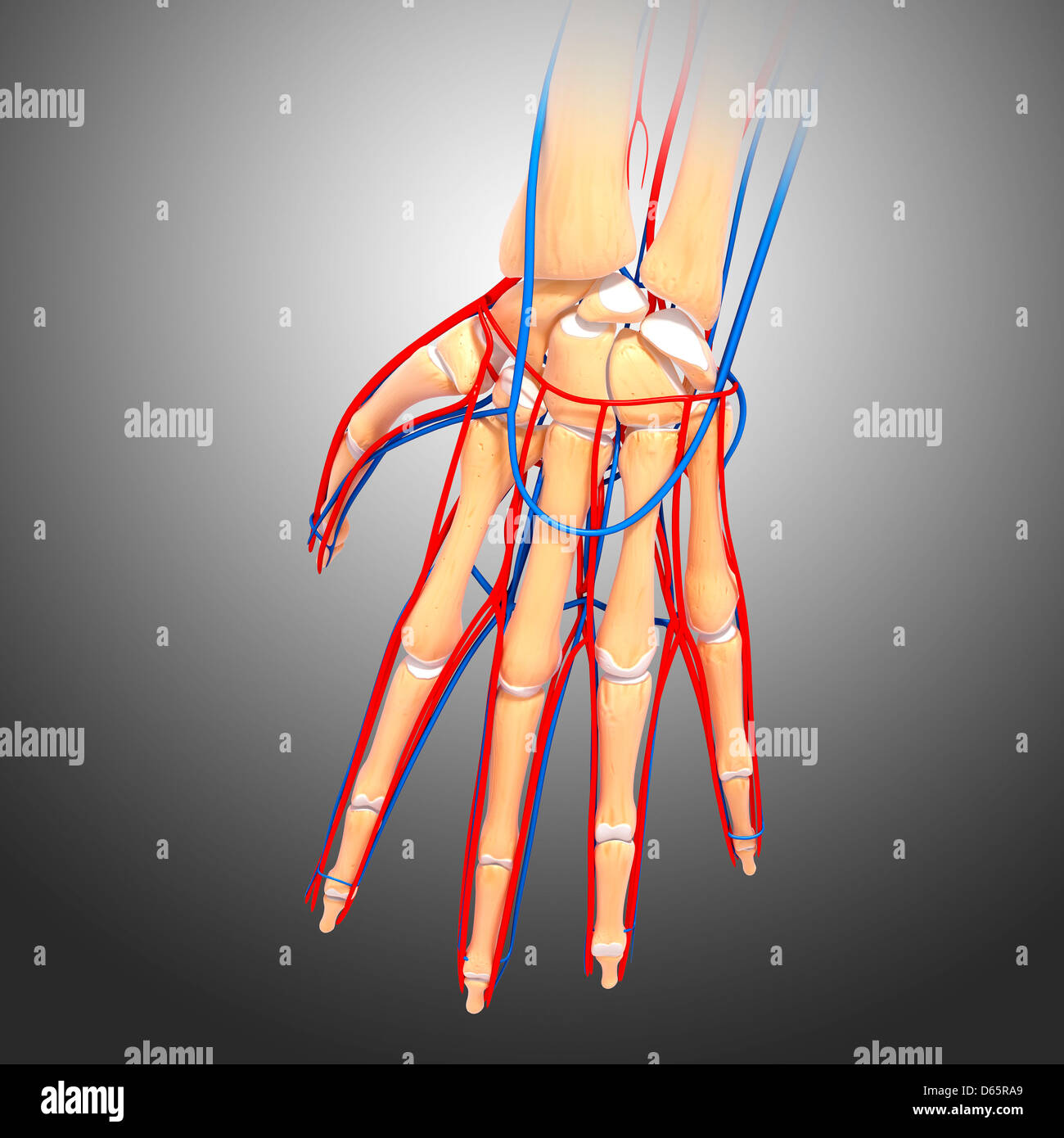 Hand anatomy, artwork Stock Photo - Alamy