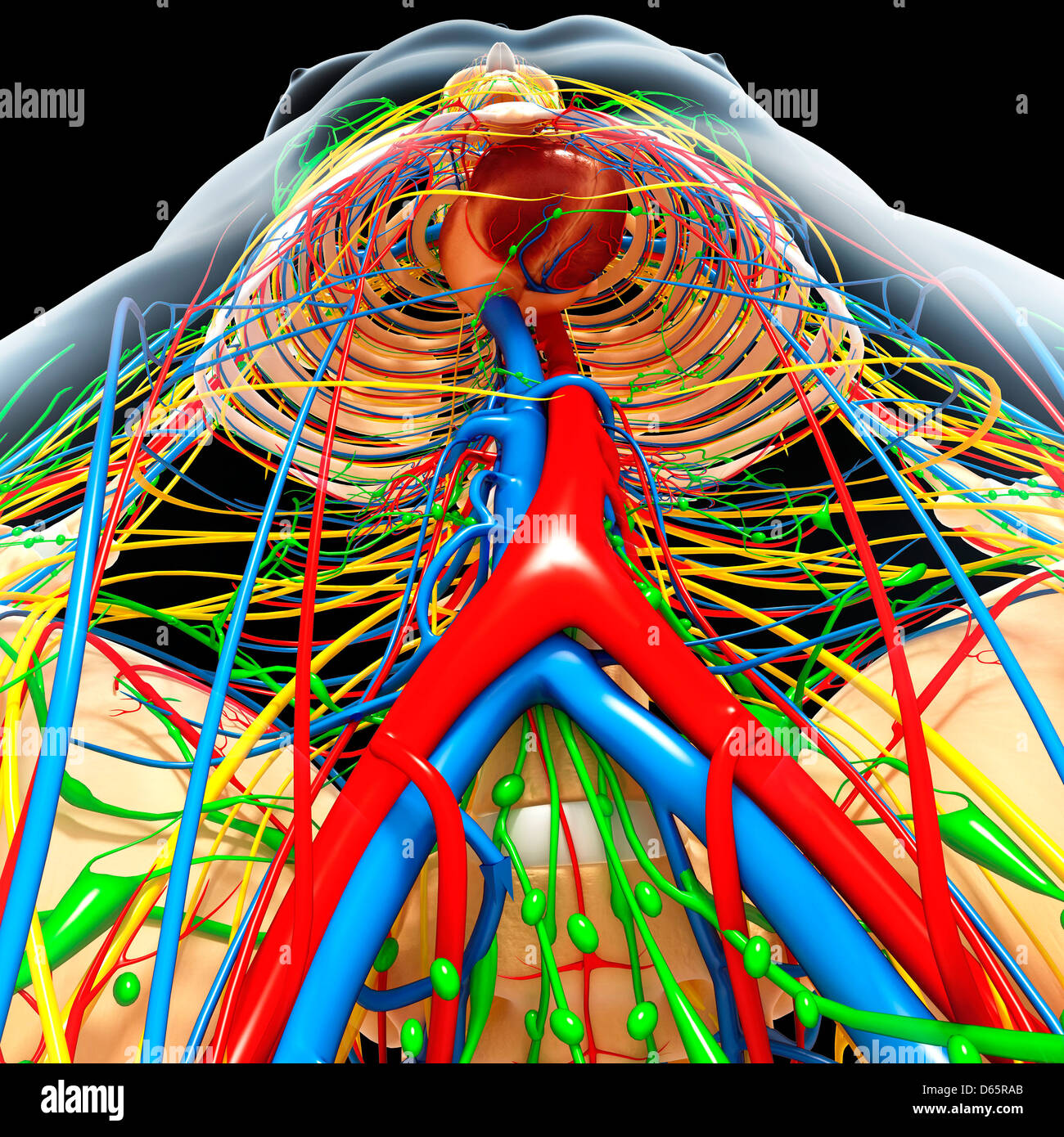 Human anatomy, artwork Stock Photo - Alamy