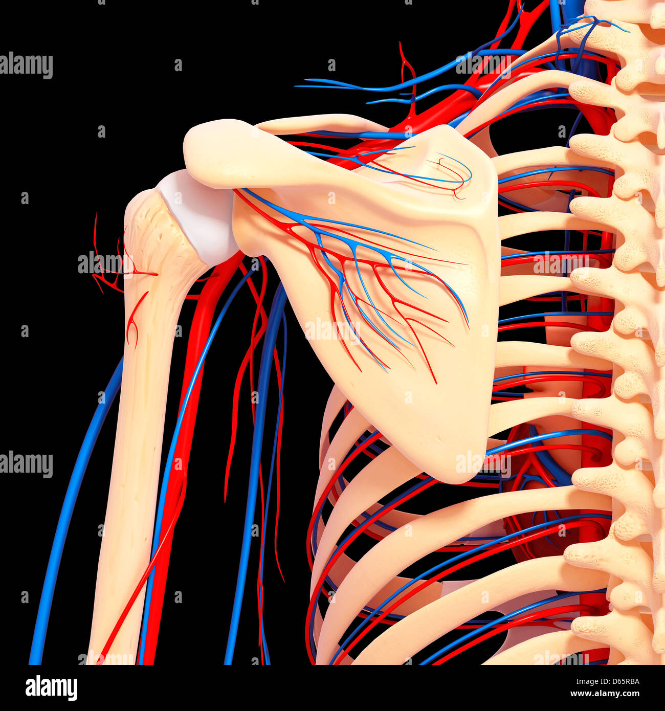 Shoulder anatomy hi-res stock photography and images - Alamy