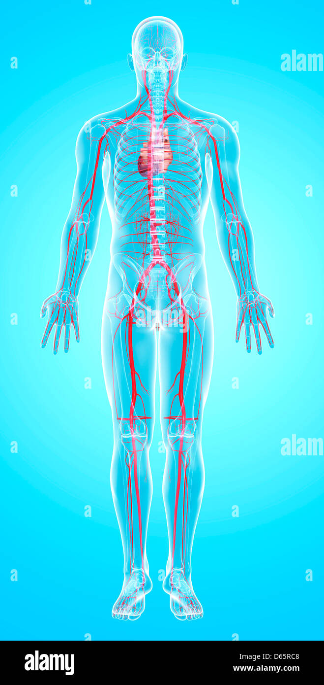 Human arteries, artwork Stock Photo - Alamy