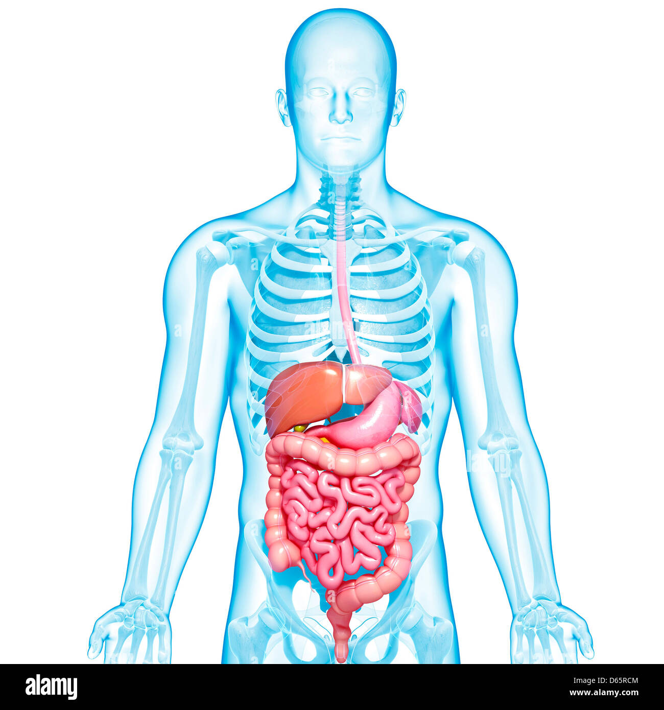 Healthy digestive system, artwork Stock Photo - Alamy