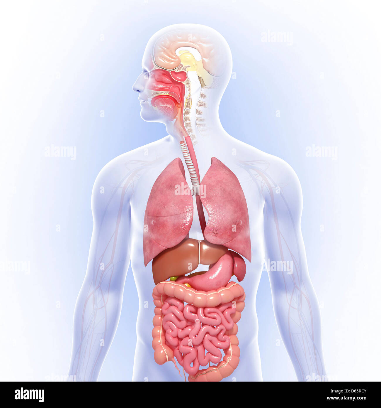 Male anatomy, artwork Stock Photo - Alamy