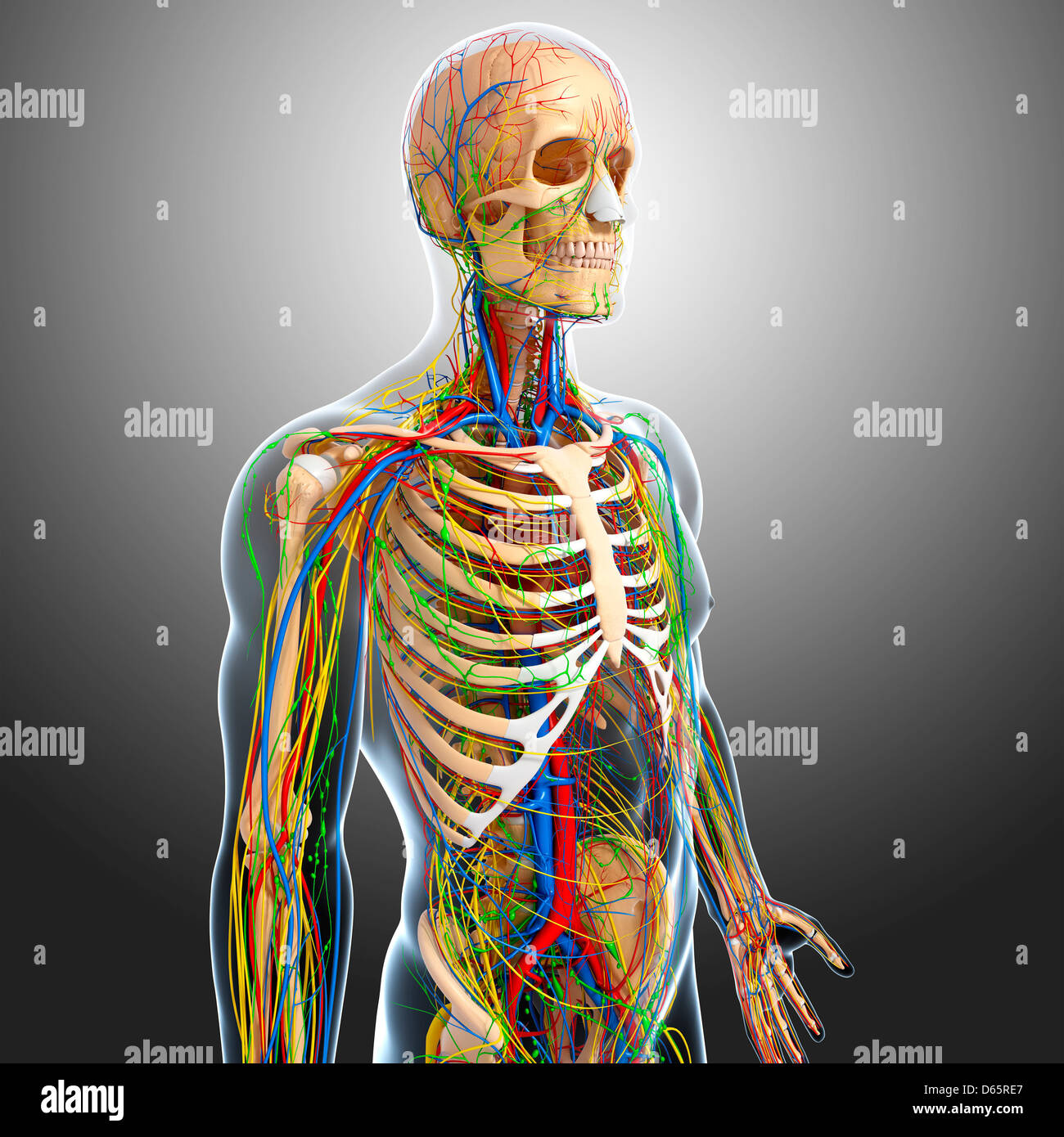 Human anatomy, artwork Stock Photo - Alamy