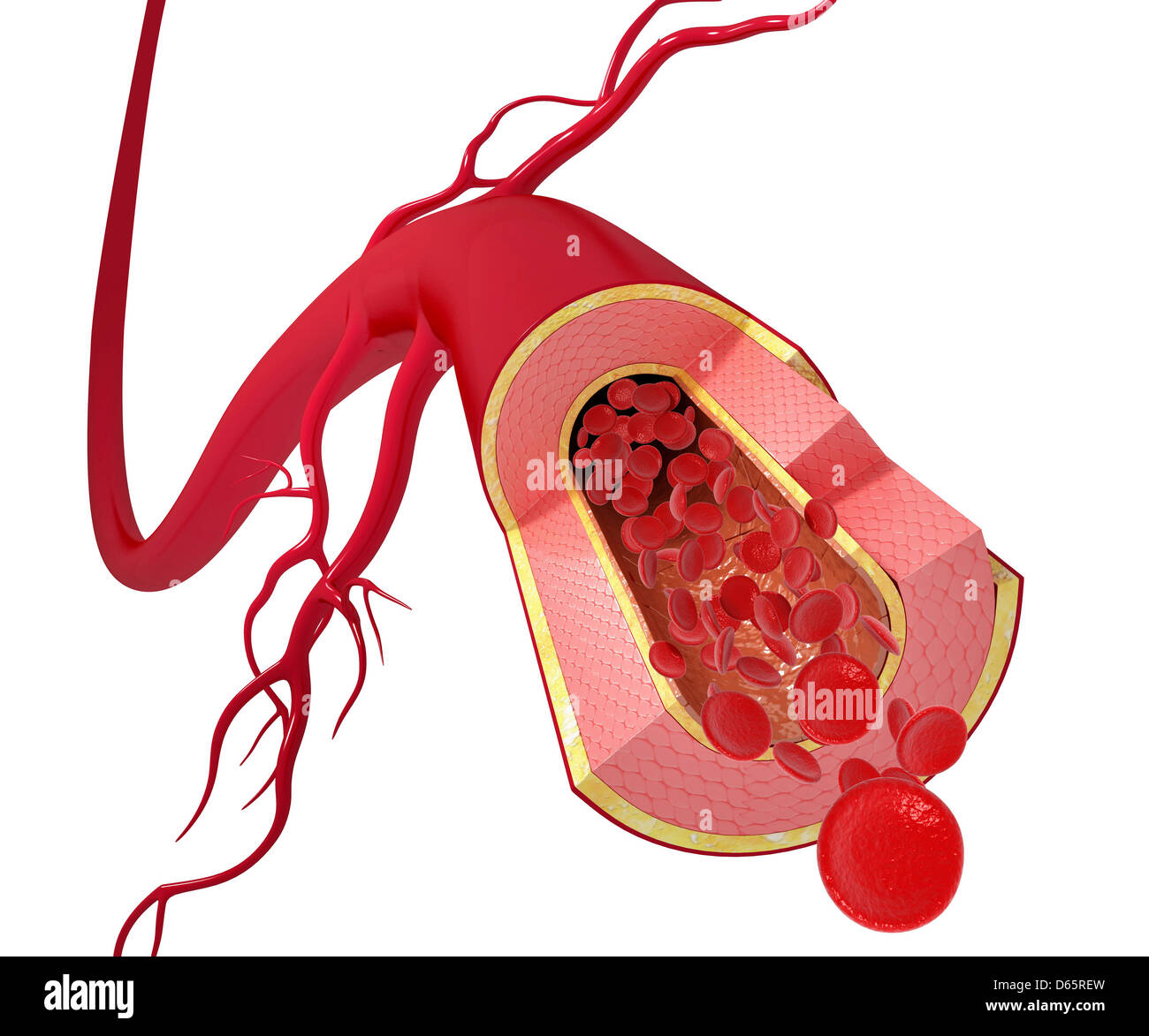 Normal Artery High Resolution Stock Photography and Images - Alamy