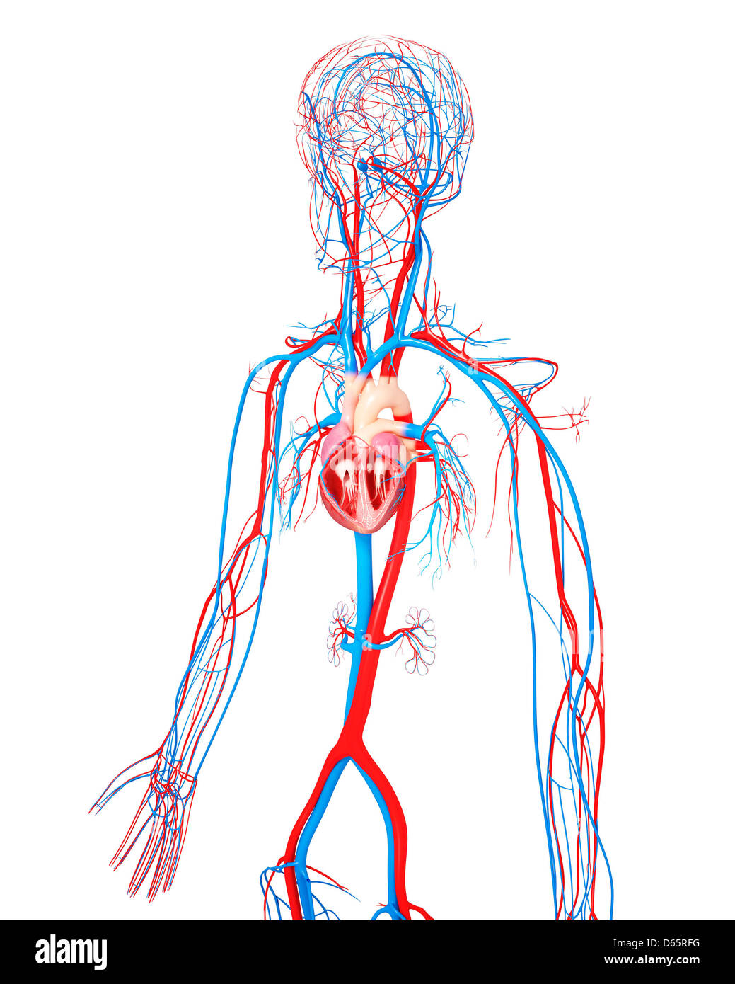 Cardiovascular system, artwork Stock Photo - Alamy