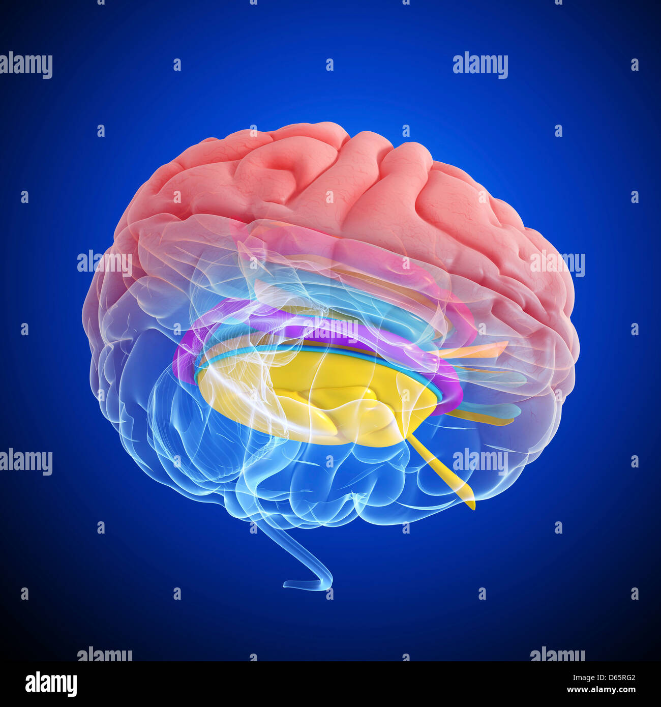 Brain anatomy, artwork Stock Photo - Alamy