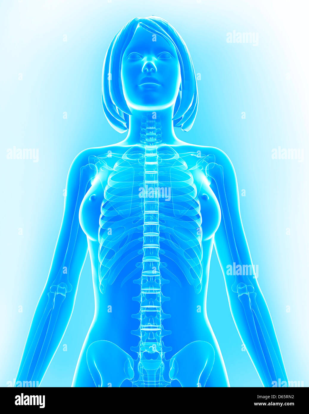 Human female skeleton hi-res stock photography and images - Alamy