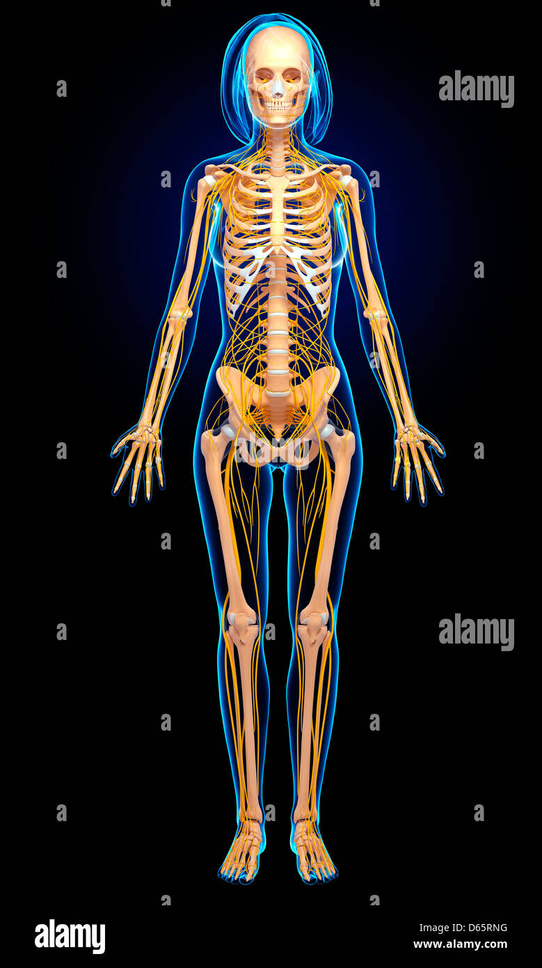 Female anatomy, artwork Stock Photo - Alamy