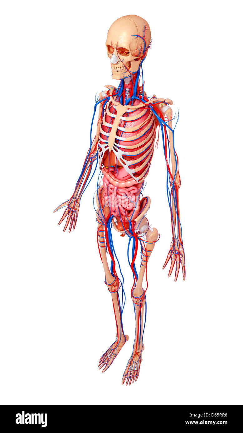Female pelvic anatomy Cut Out Stock Images & Pictures - Alamy