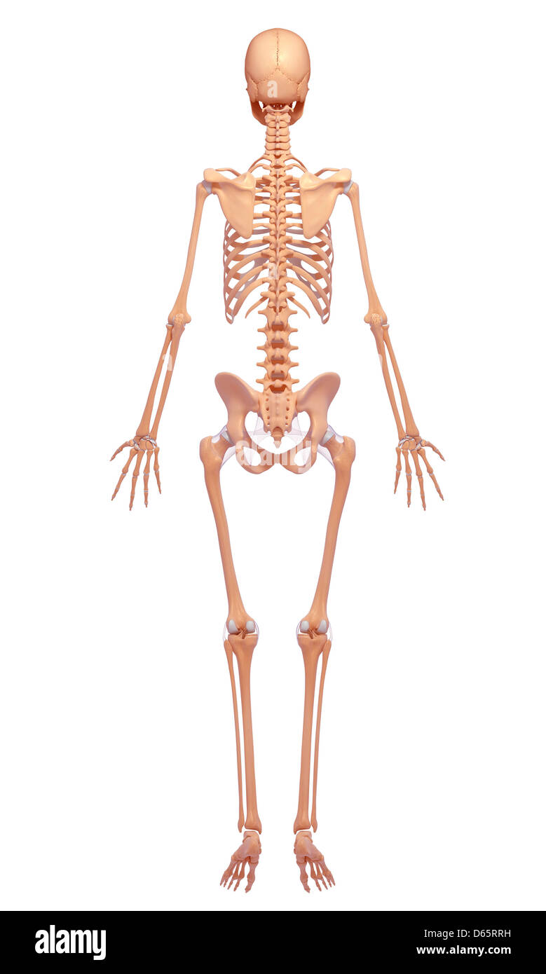Female skeleton, artwork Stock Photo - Alamy