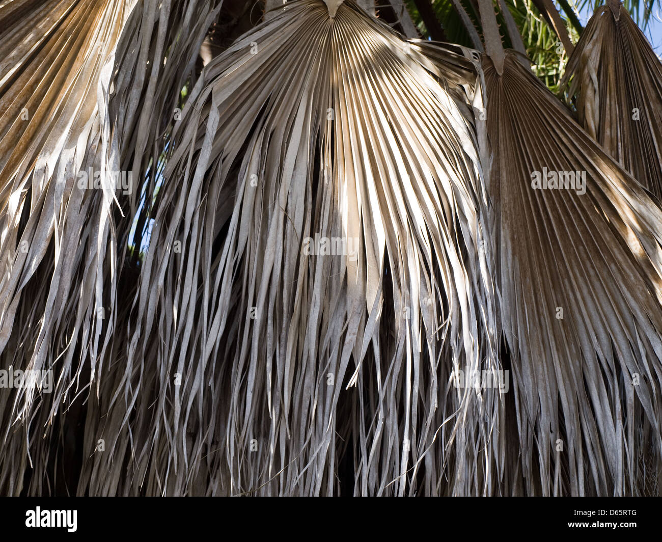 Dried Palm Leaves High Resolution Stock Photography and Images - Alamy Dried Palm Leaves High Resolution Stock Photography and Images - Alamy