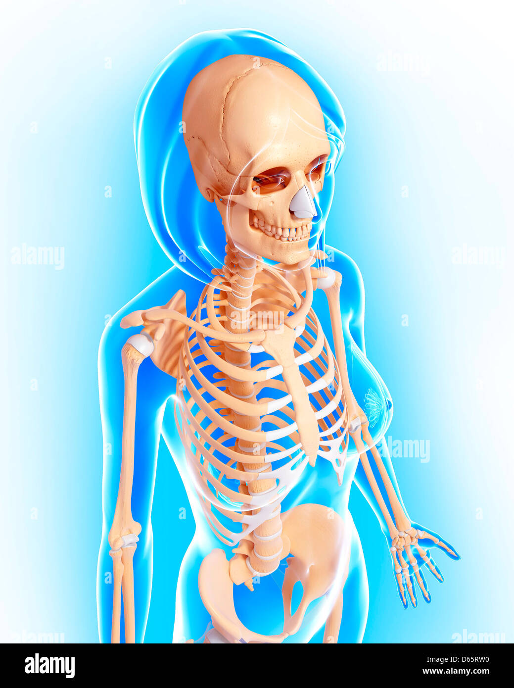 Internal Skeleton Stock Photos & Internal Skeleton Stock Images - Alamy
