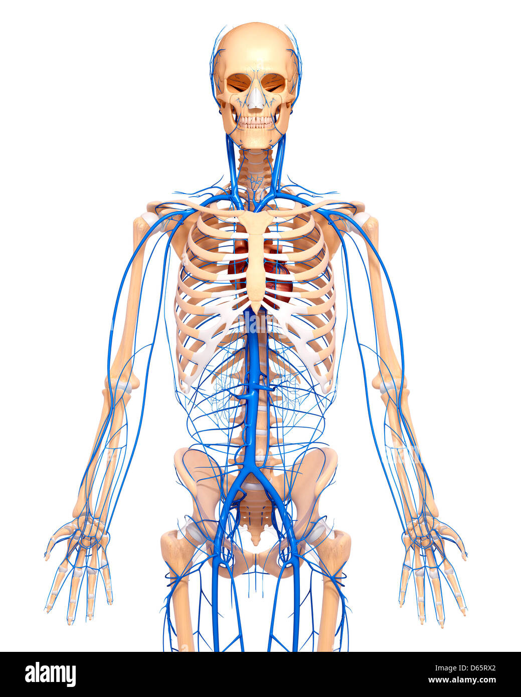 Human veins, artwork Stock Photo - Alamy