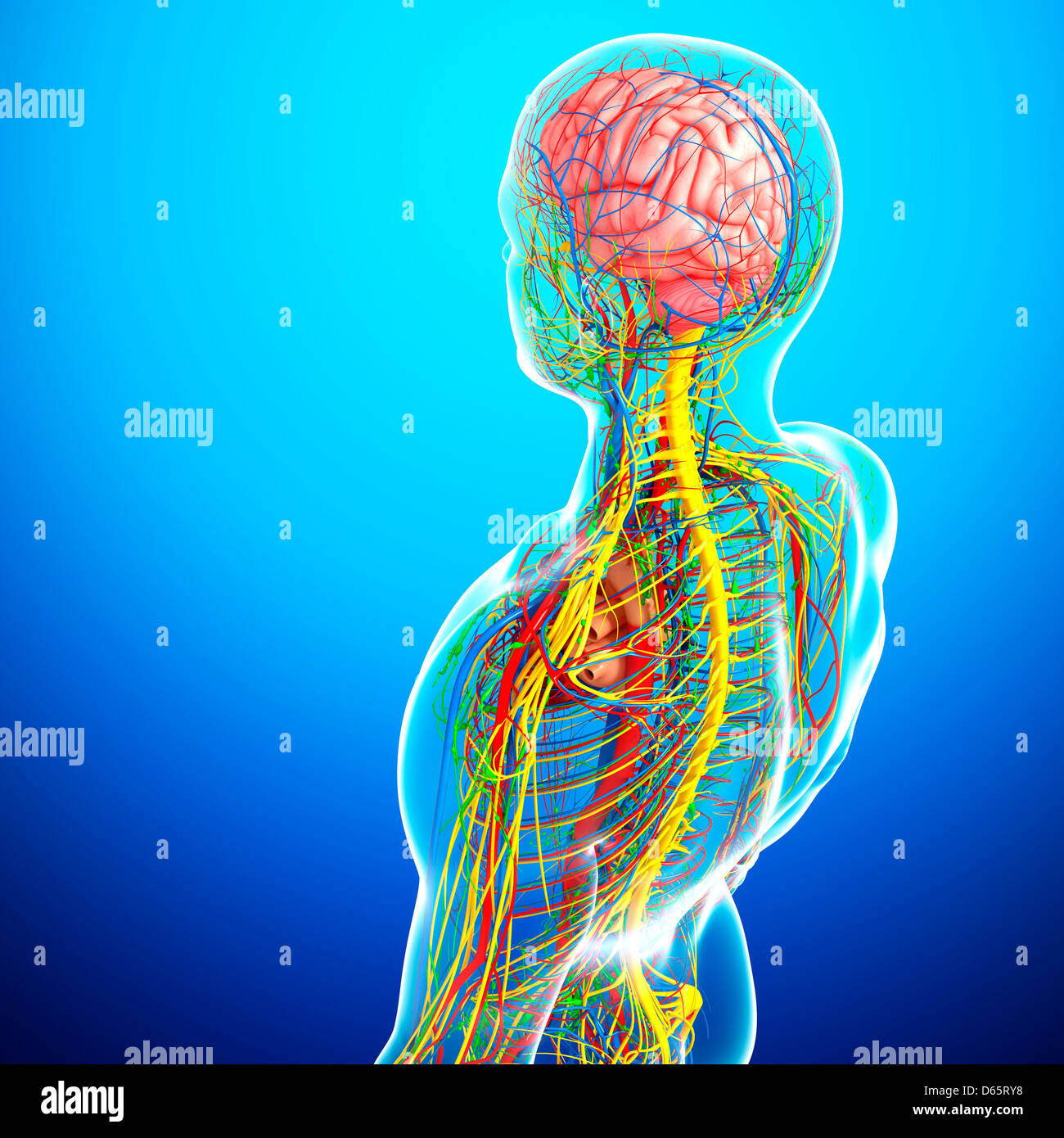 Upper body anatomy, artwork Stock Photo - Alamy