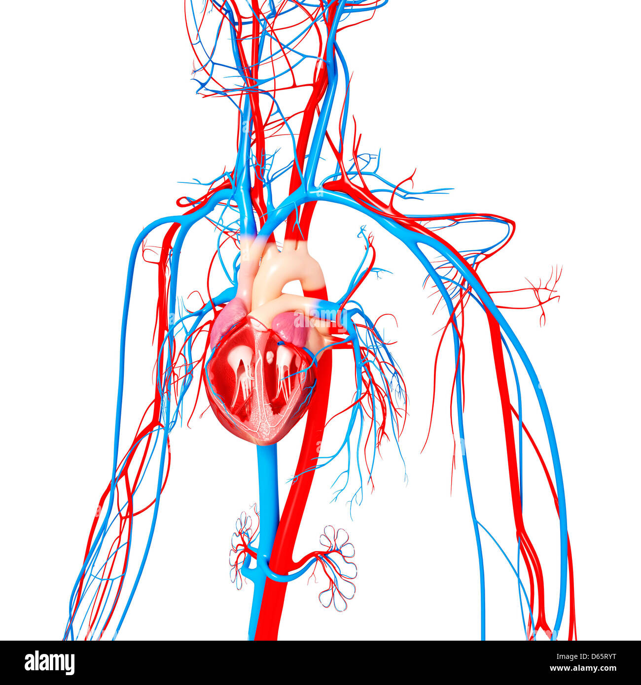 Cardiovascular system, artwork Stock Photo - Alamy