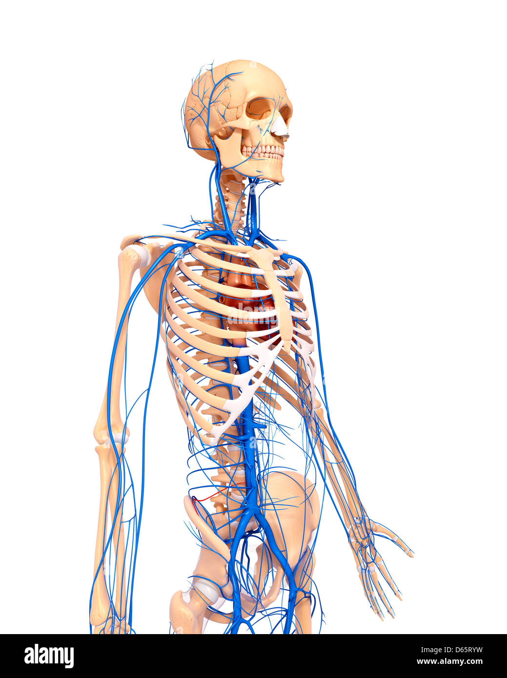 Human veins, artwork Stock Photo - Alamy