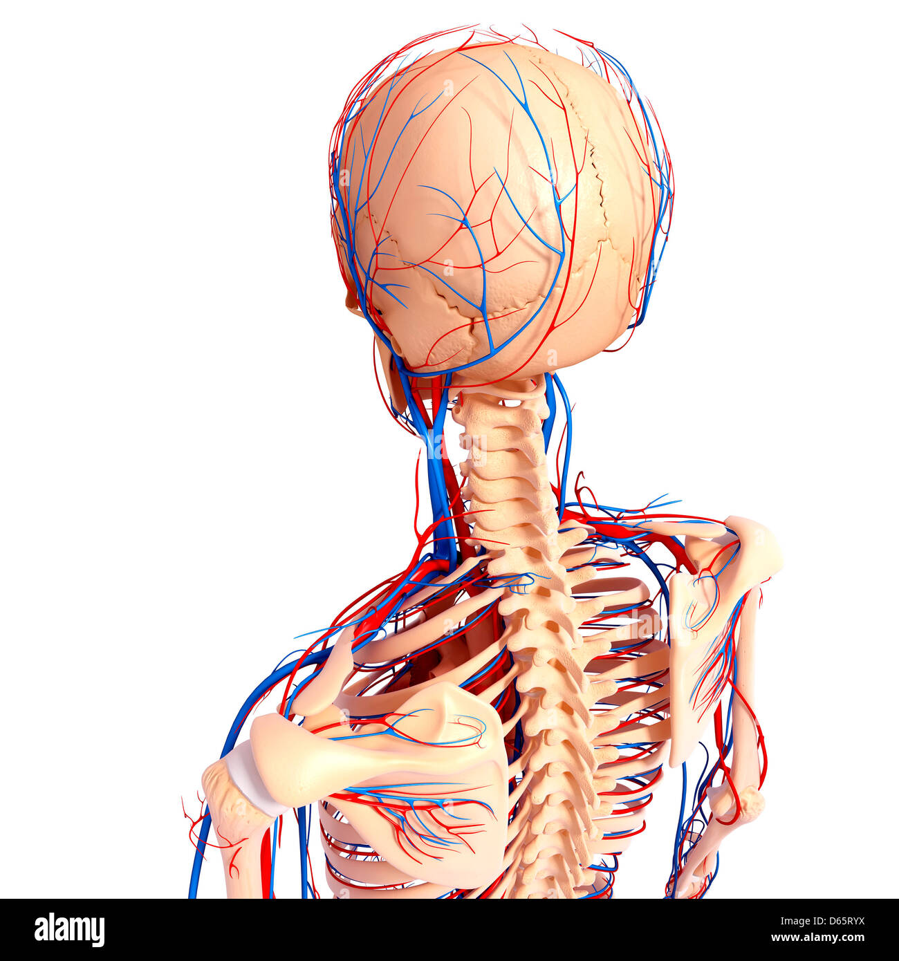 Upper body anatomy, artwork Stock Photo - Alamy