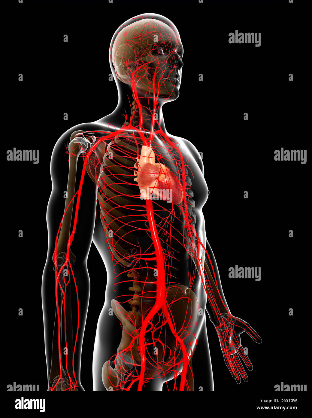 Human arteries, artwork Stock Photo - Alamy