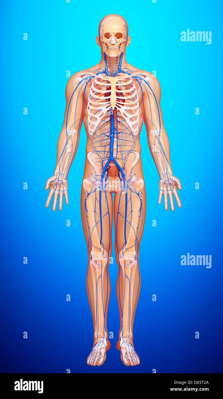 Human veins, artwork Stock Photo - Alamy