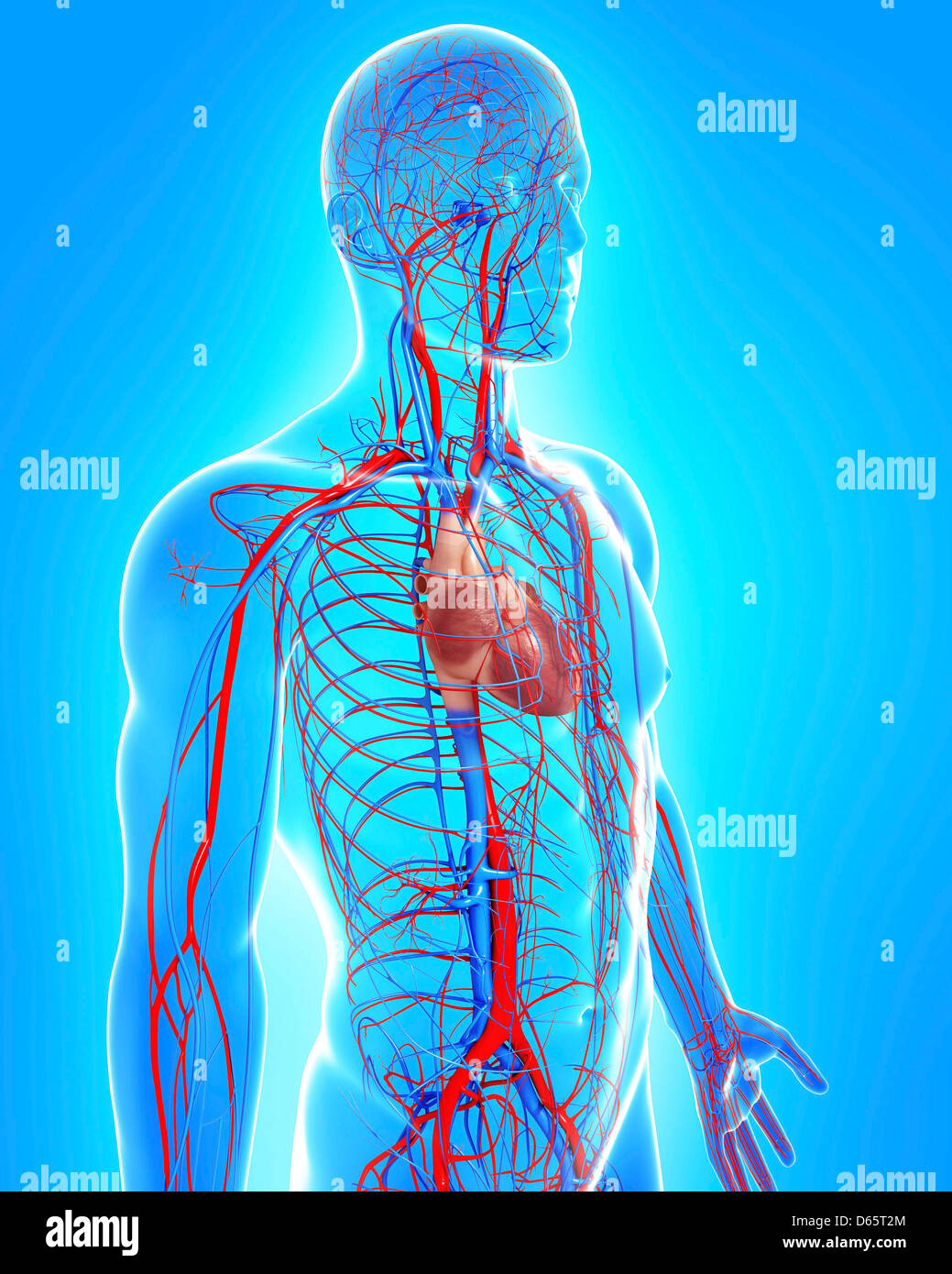Male cardiovascular system, artwork Stock Photo - Alamy