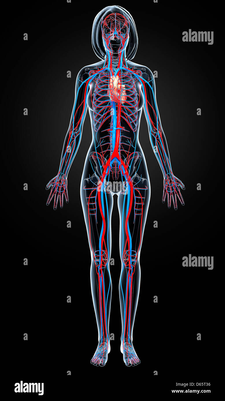 Female cardiovascular system, artwork Stock Photo - Alamy