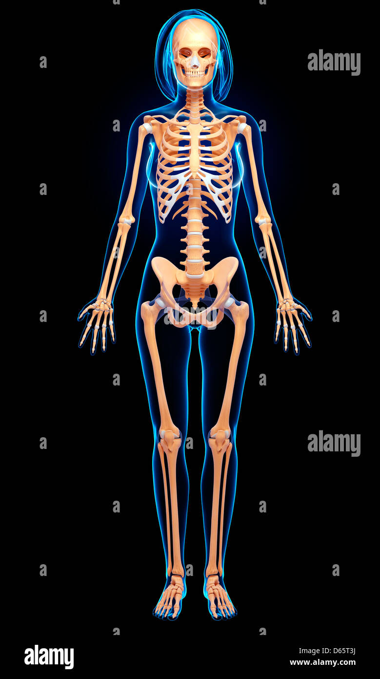 Female skeleton, artwork Stock Photo - Alamy