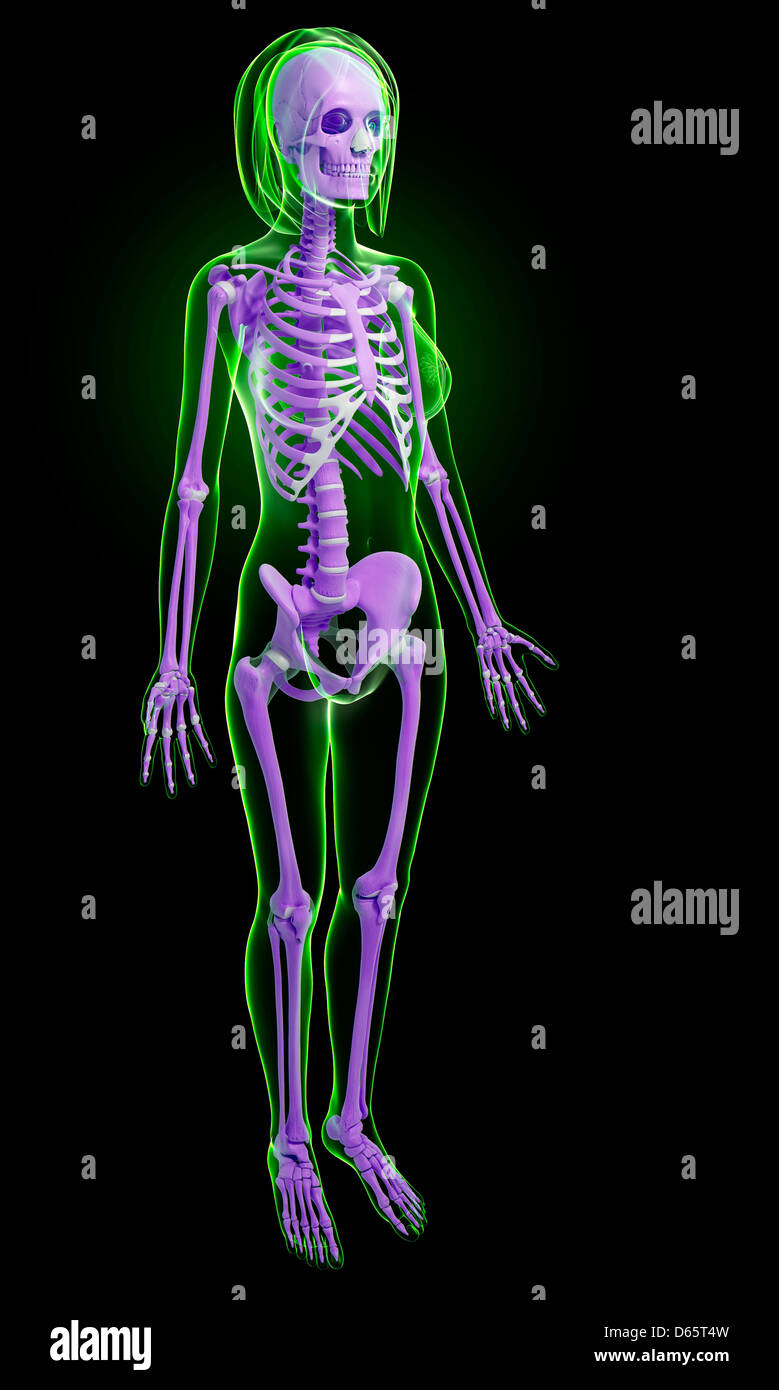 Female skeleton, artwork Stock Photo - Alamy