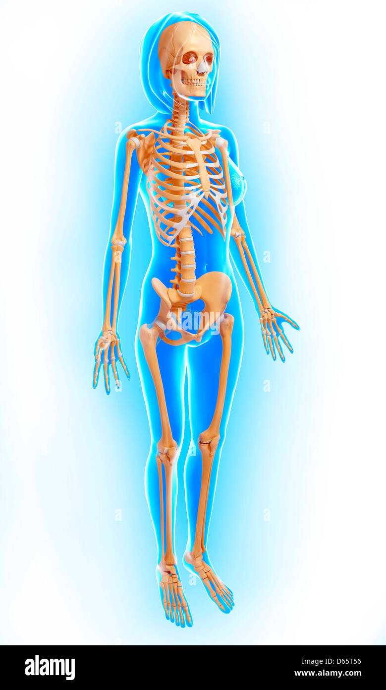 Female skeleton, artwork Stock Photo - Alamy