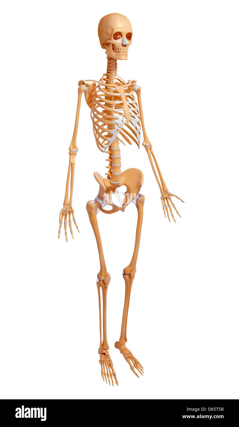 Woman with skeleton Cut Out Stock Images & Pictures - Alamy
