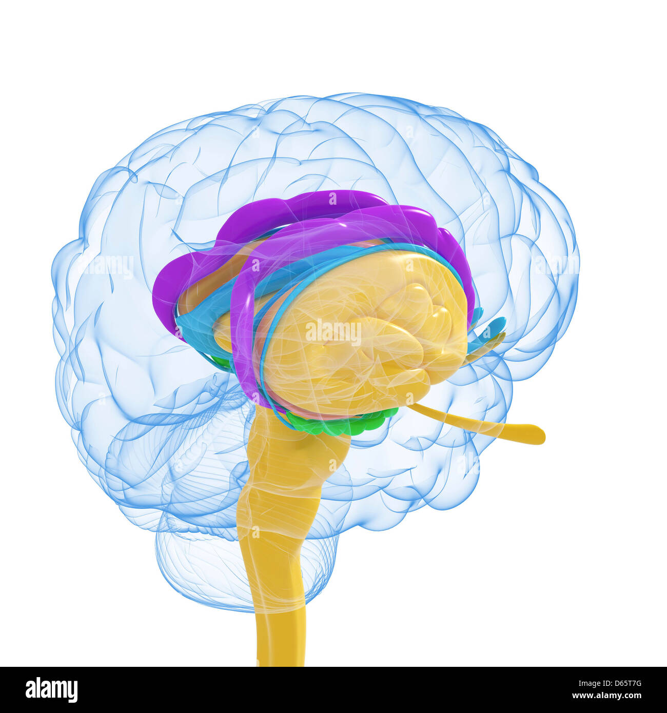 Brain anatomy, artwork Stock Photo - Alamy