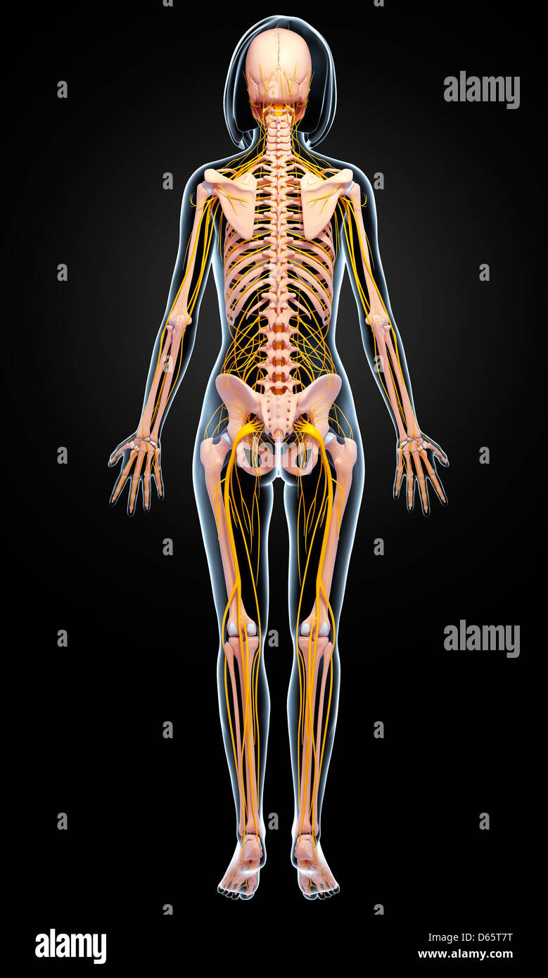 Female anatomy, artwork Stock Photo - Alamy
